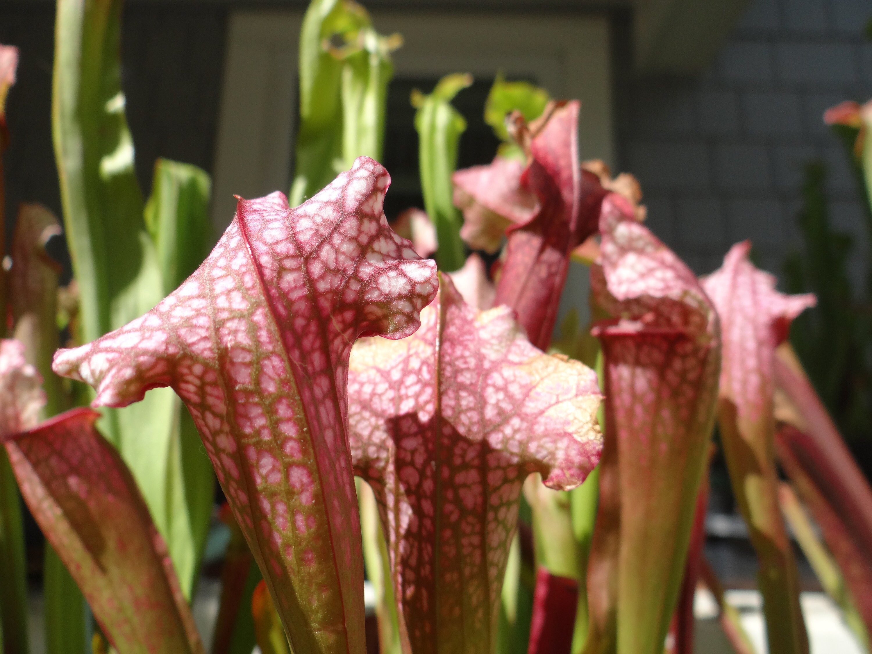 Live Sarracenia juthatip Soper Carnivorous Pitcher | Etsy