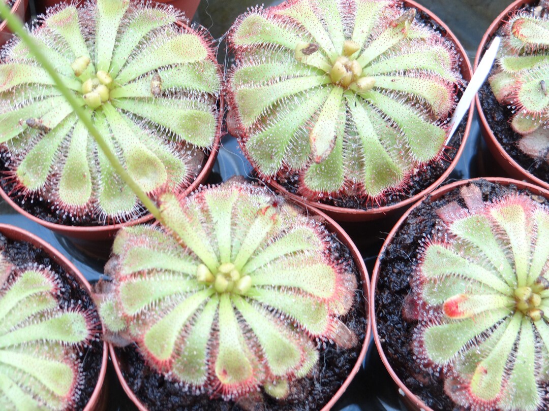 LIVE Carnivorous Alice's Sundew (drosera Aliciae) Beginner Friendly ...