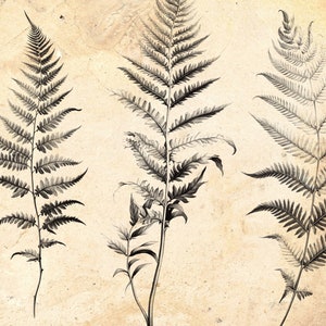 Fern Procreate Stamp Brushes | Greenery Stamps | Detailed Fern ...