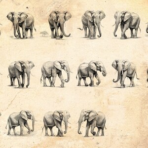 Elephant Procreate Stamp Brushes | Wildlife Animal Procreate Stamps ...