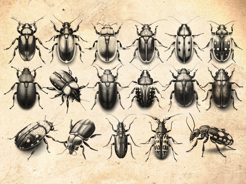 40 Beetle & Insect Procreate Stamp Brushes Insect Brush - Etsy