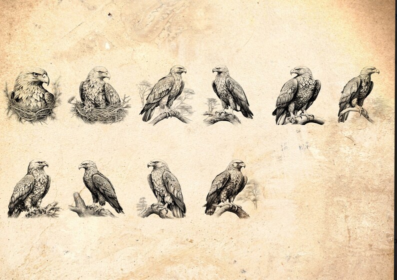 100 Eagle Procreate Stamp Brushes Wildlife Bird Procreate - Etsy