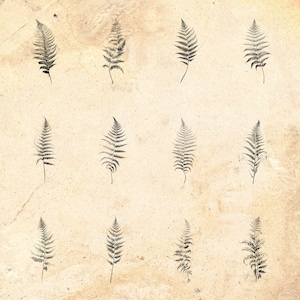 Fern Procreate Stamp Brushes | Greenery Stamps | Detailed Fern ...