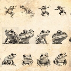 100 Frog Procreate Stamp Brushes: Wildlife, Tattoo Reference (digital ...