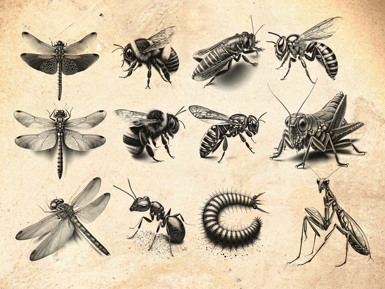 40 Beetle & Insect Procreate Stamp Brushes Insect Brush - Etsy