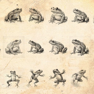 100 Frog Procreate Stamp Brushes: Wildlife, Tattoo Reference (digital ...