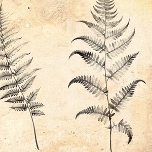 Fern Procreate Stamp Brushes | Greenery Stamps | Detailed Fern ...