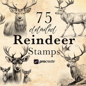 75 Reindeer Procreate Stamp Brushes | Wildlife Animal Procreate Stamps ...