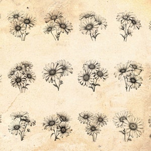 Daisy Flower Procreate Stamp Brushes: Botanical Tattoo Stamps (100 ...
