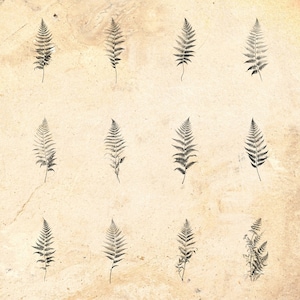 Fern Procreate Stamp Brushes | Greenery Stamps | Detailed Fern ...