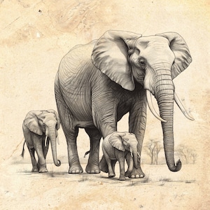 Elephant Procreate Stamp Brushes | Wildlife Animal Procreate Stamps ...