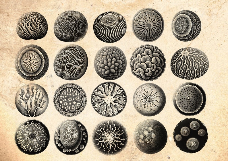 150 Coral & Seaweed Procreate Stamp Bushes Marine Life - Etsy