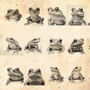 100 Frog Procreate Stamp Brushes: Wildlife, Tattoo Reference (digital ...