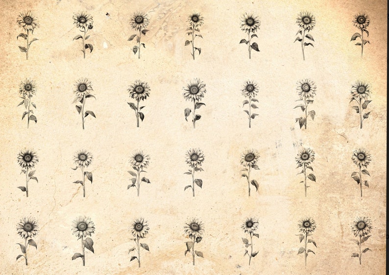 100 Sunflower Procreate Stamp Brushes: Detailed Botanical Stamps ...