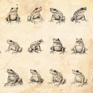 100 Frog Procreate Stamp Brushes | Wildlife Amphibian Procreate Stamps ...