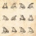 100 Frog Procreate Stamp Brushes: Wildlife, Tattoo Reference (digital ...