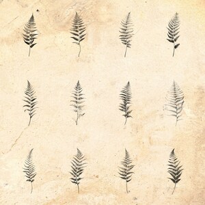 Fern Procreate Stamp Brushes | Greenery Stamps | Detailed Fern ...