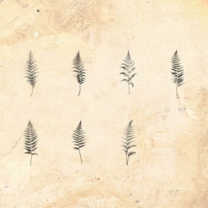 Fern Procreate Stamp Brushes | Greenery Stamps | Detailed Fern ...