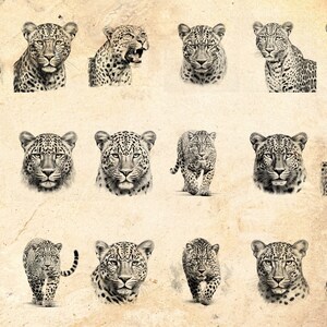 100 Leopard Procreate Stamp Brushes: Wildlife Animal Set • .brushset ...