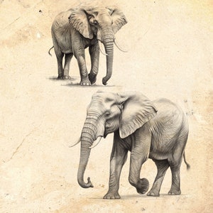 Elephant Procreate Stamp Brushes | Wildlife Animal Procreate Stamps ...