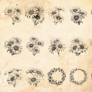 Daisy Flower Procreate Stamp Brushes | Daisies Blossom Stamps | April ...