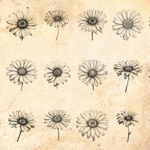 Daisy Flower Procreate Stamp Brushes | Daisies Blossom Stamps | April ...