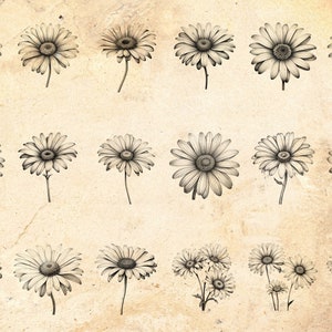 Daisy Flower Procreate Stamp Brushes: Botanical Tattoo Stamps (100 ...