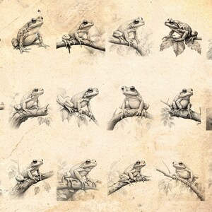 100 Frog Procreate Stamp Brushes | Wildlife Amphibian Procreate Stamps ...