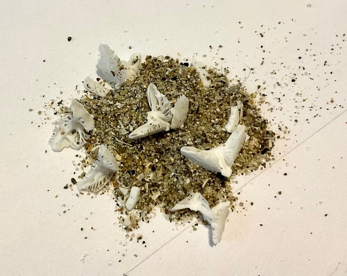 Sand Dollar Doves Oregon Pacific Coast 12 Pcs - Etsy