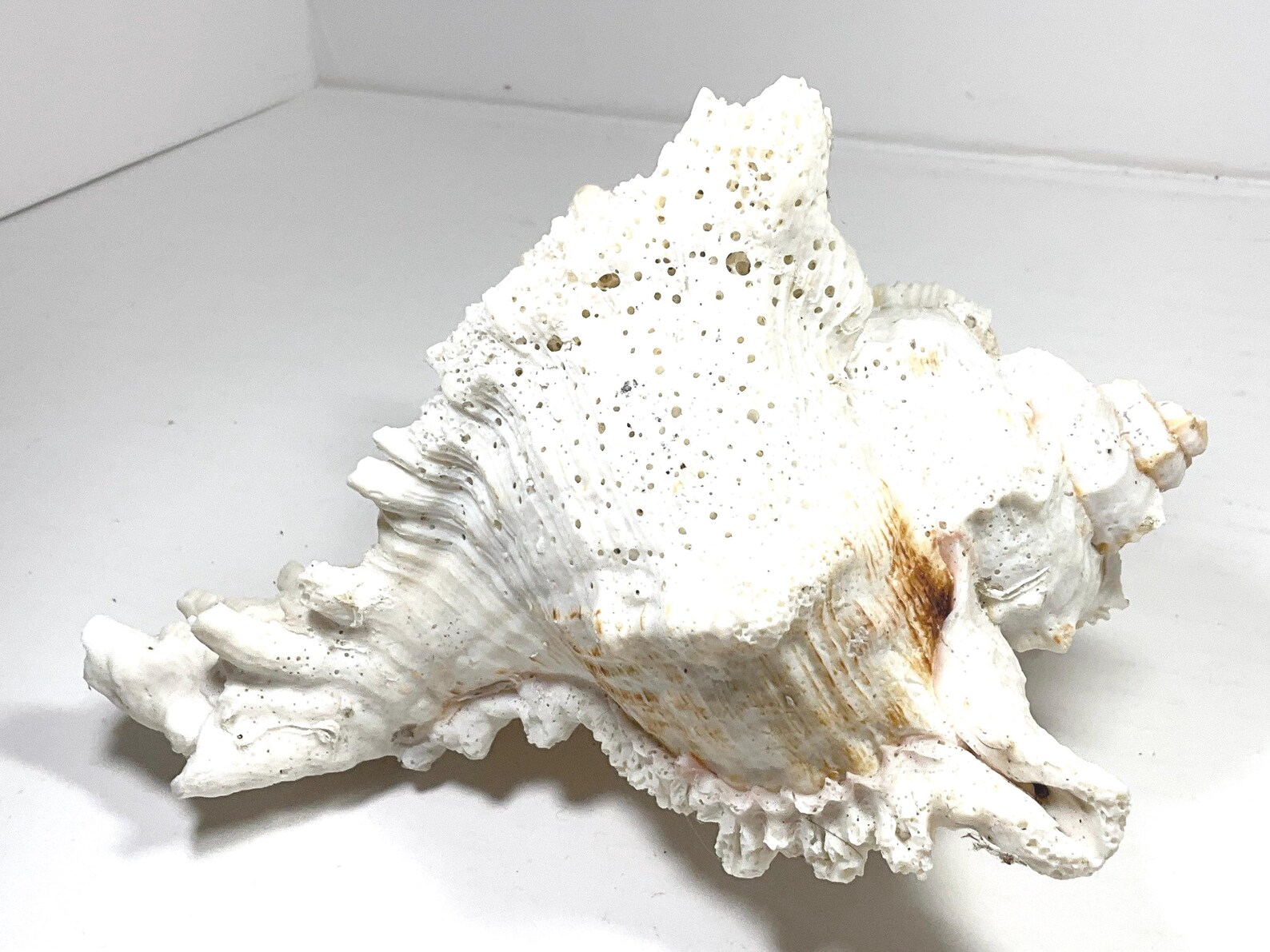 Vintage Murex Ramosus Shell White 6 1/4” - Etsy