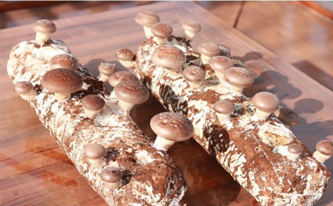 Shiitake Mushroom Grow Kit From--【 Ecome.farm 】 - Etsy