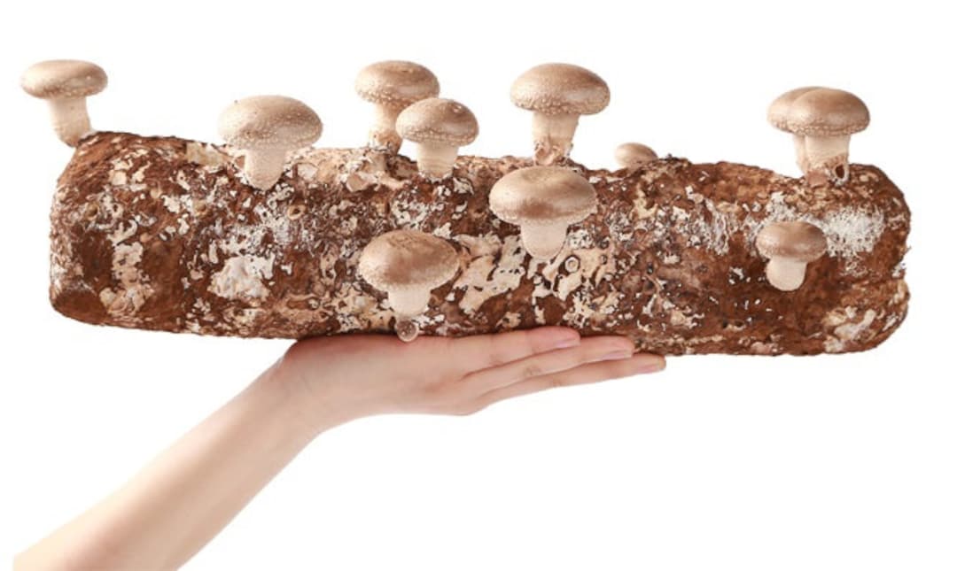 Shiitake Mushroom Grow Kit From--【 Ecome.farm 】 - Etsy