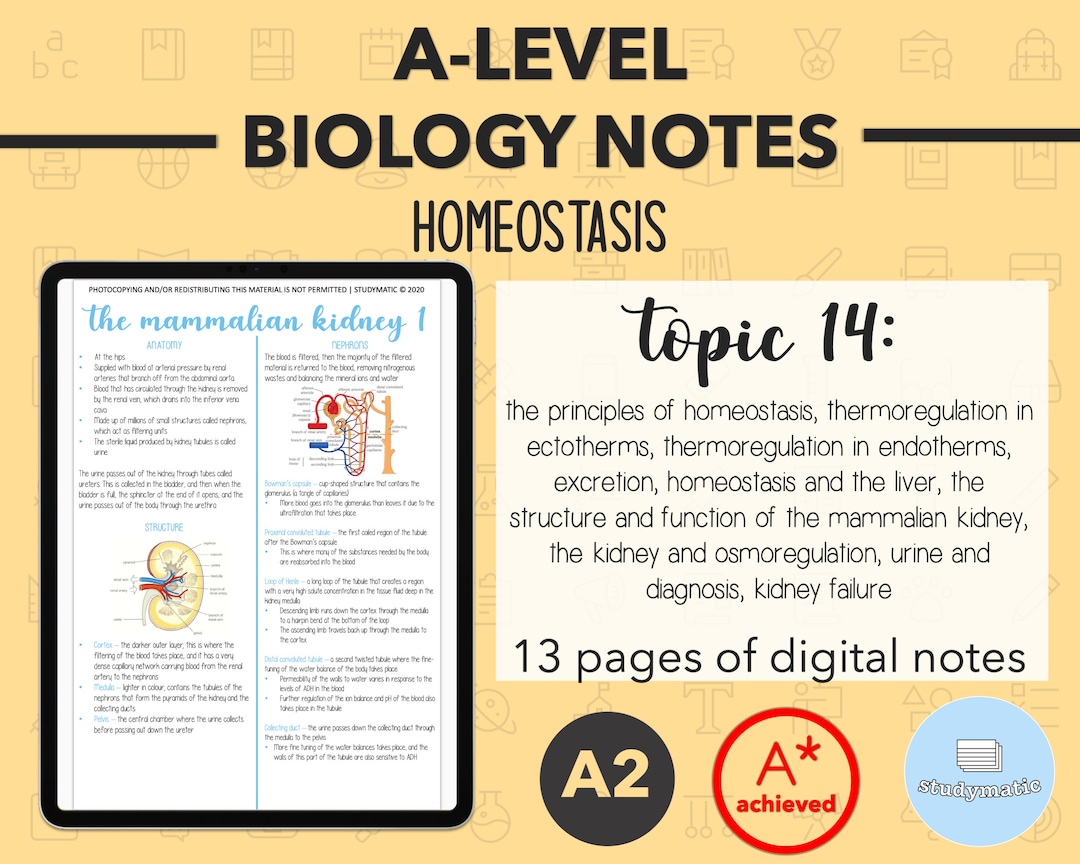 BIOLOGY NOTES A LEVEL: Homeostasis - Etsy