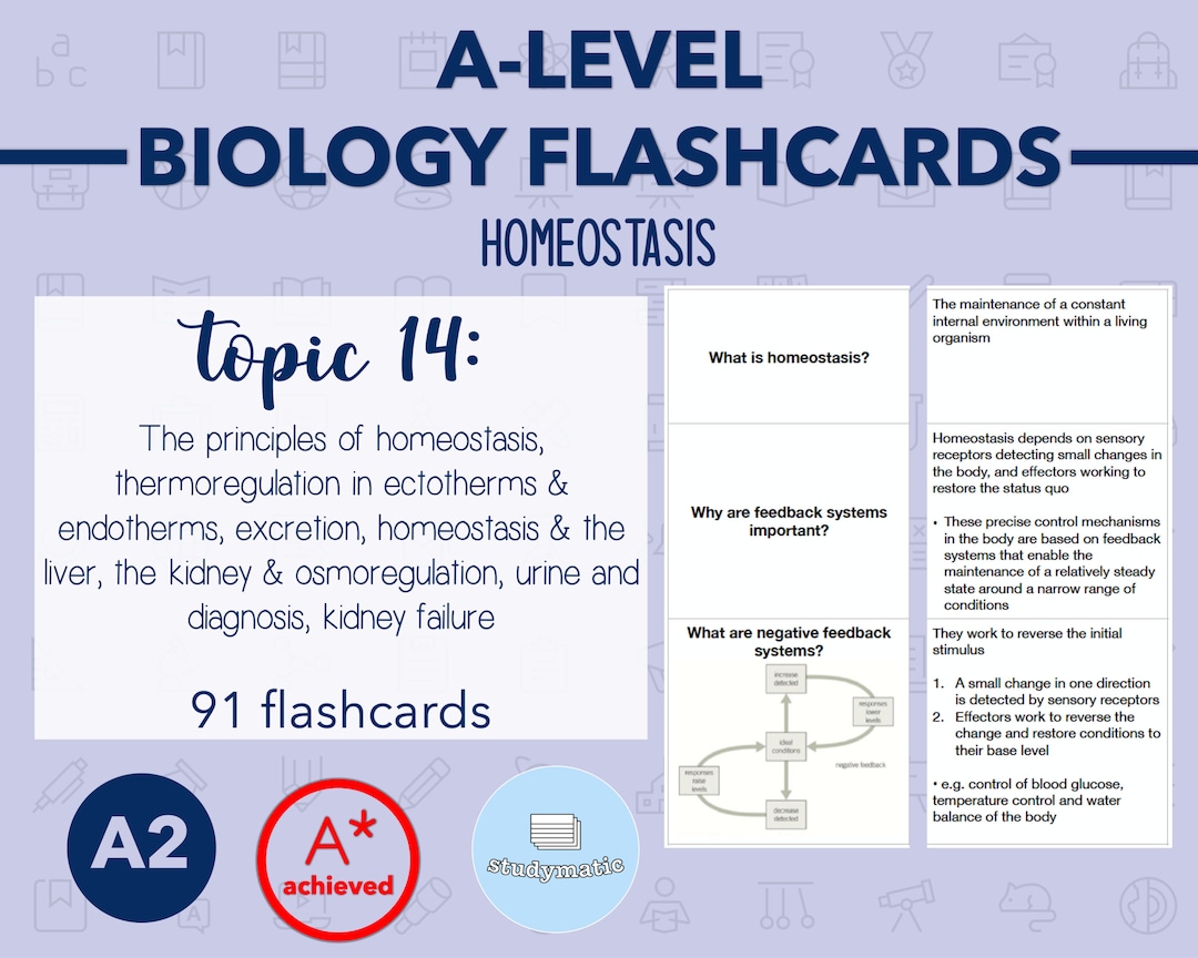 BIOLOGY FLASHCARDS A LEVEL: Homeostasis - Etsy UK