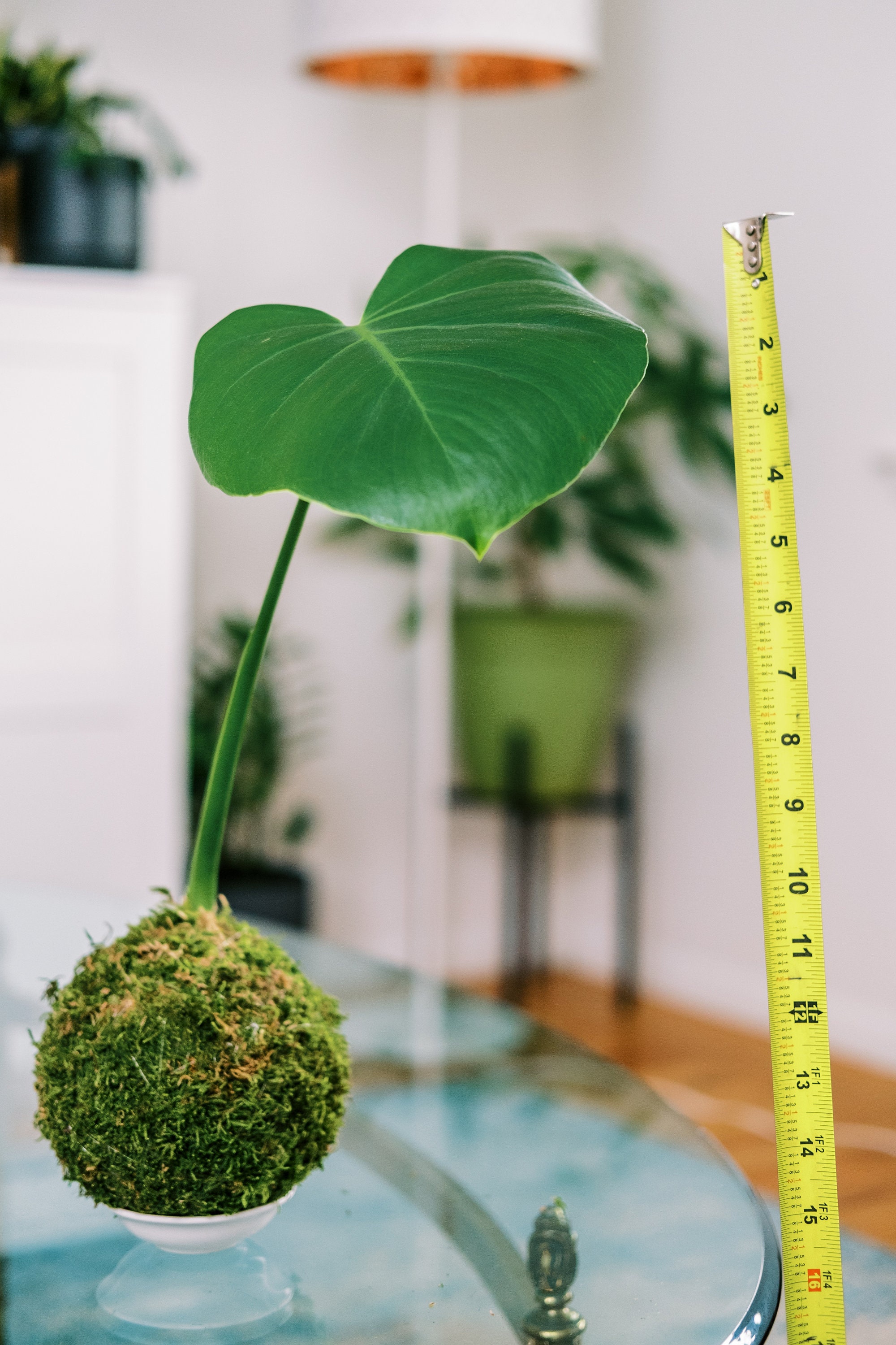 Monstera Deliciosa Kokedama Bonsai Live House Plants Office | Etsy