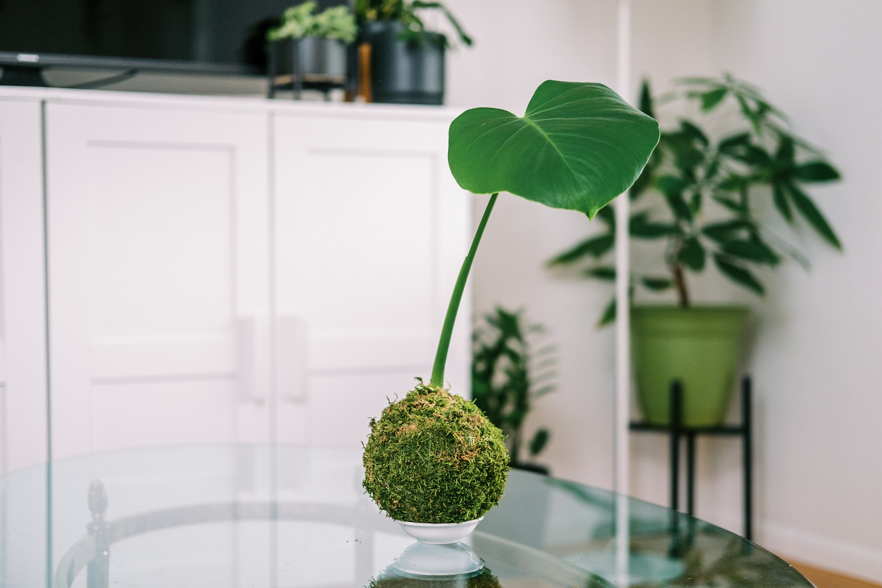 Monstera Deliciosa Kokedama Bonsai Live House Plants Office | Etsy