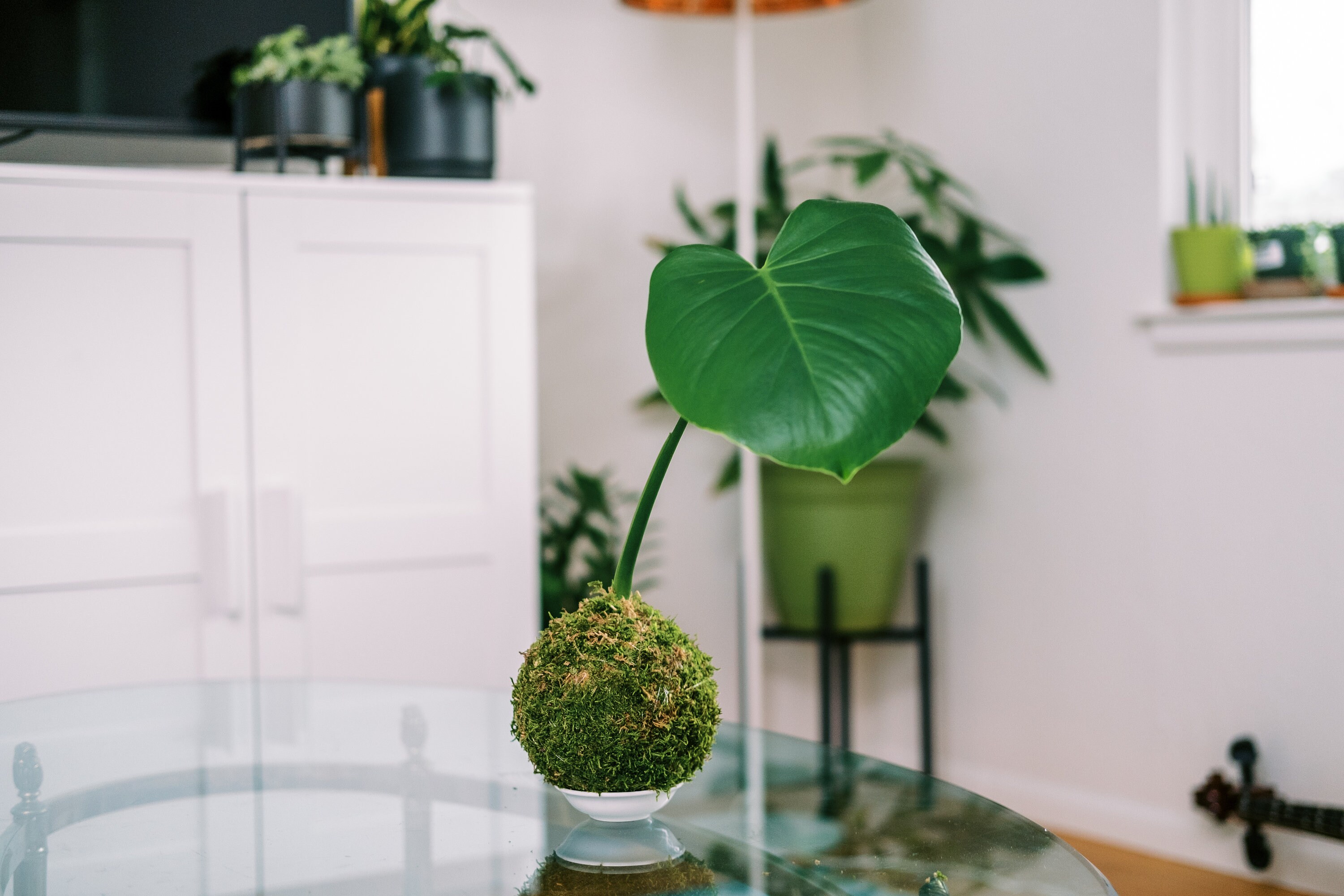 Monstera Deliciosa Kokedama Bonsai Live House Plants Office | Etsy