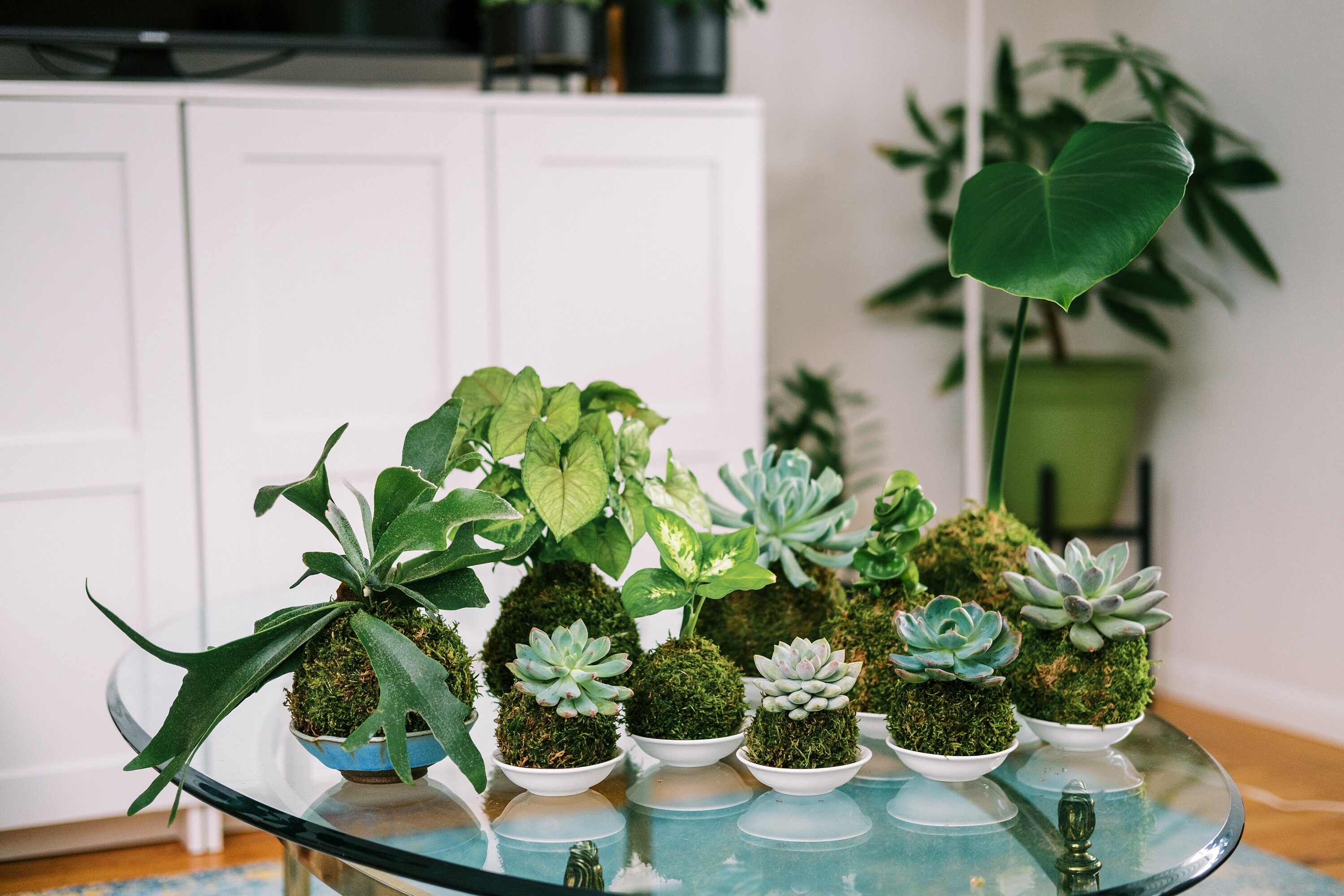 Monstera Deliciosa Kokedama Bonsai Live House Plants Office | Etsy