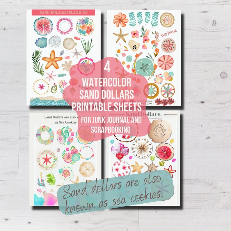 Watercolor SAND DOLLAR Clip Art Printable Download for Card Making ...
