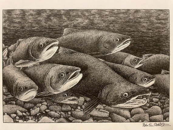 PRINT Drawing of Issaquah Creek Spawning Sockeye Salmon - Etsy