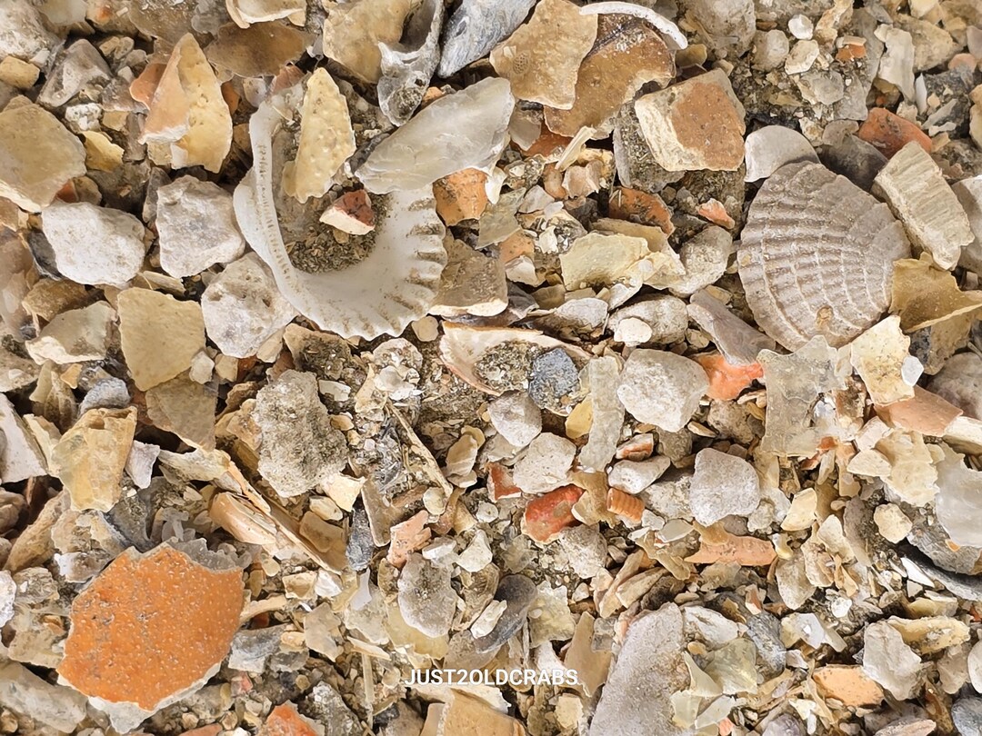 Hermit Crab Calcium Supplement: Oyster Shell, Coral, Seashell Mix - Etsy