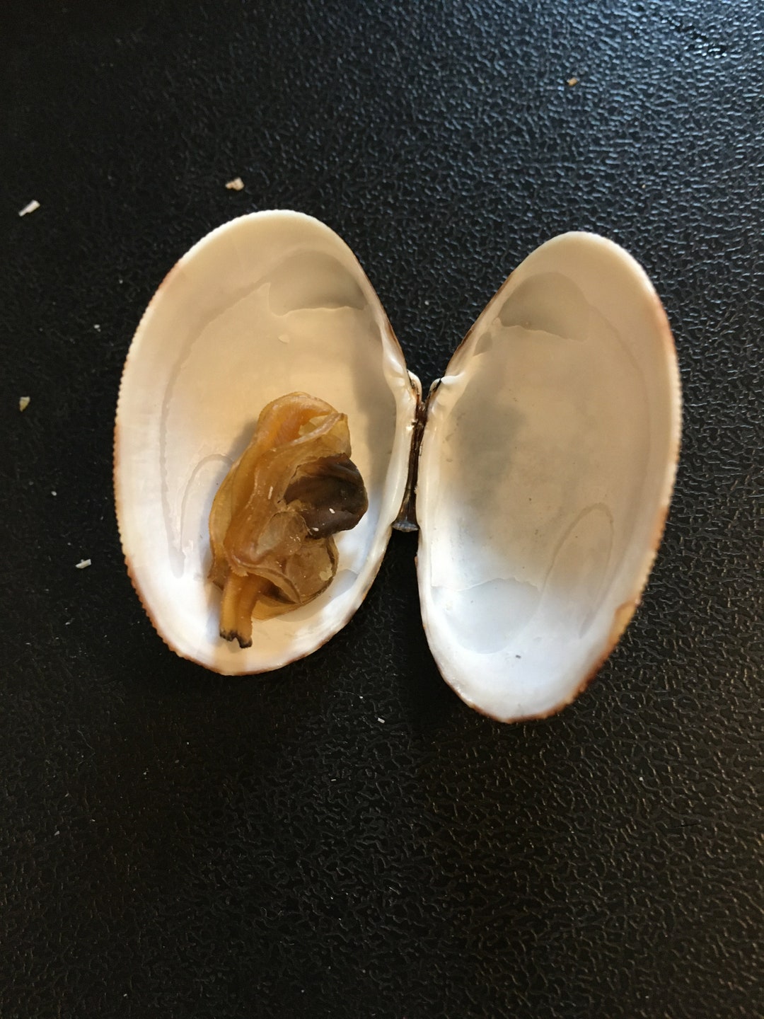 1 Dried Clam With Shell plus Refills - Etsy