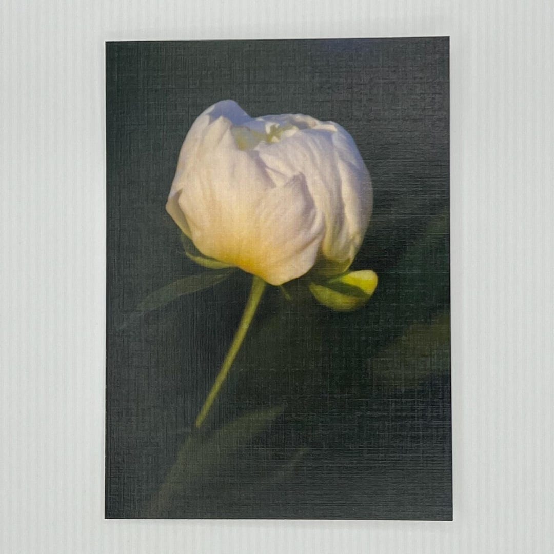 Peony Blank Note Cards - Set of 6 - Wisconsin Spring Flowers - Peonies ...