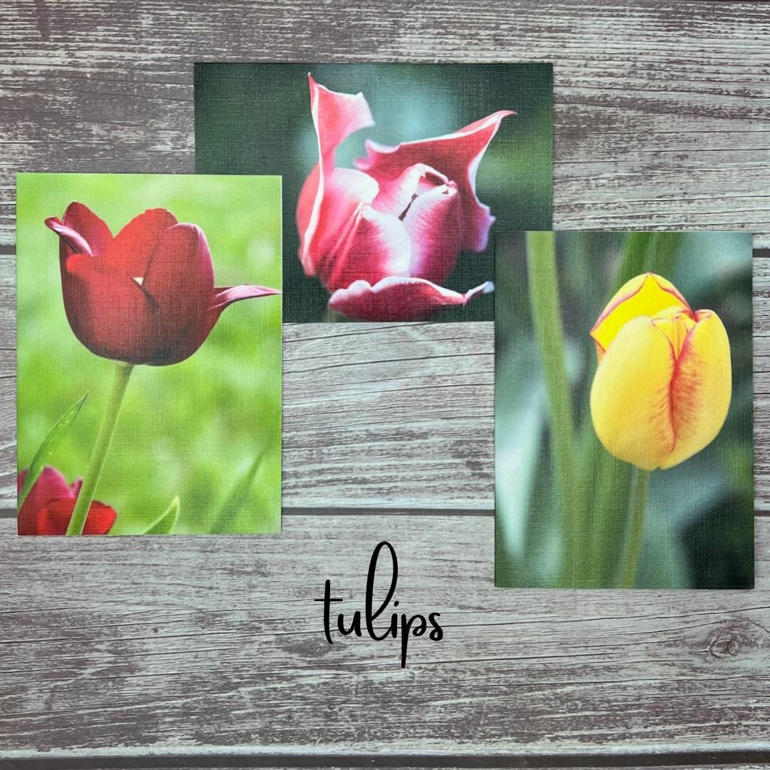 Tulip Note Cards Set of 6 Nature Photography Blank Notecards Tulip ...