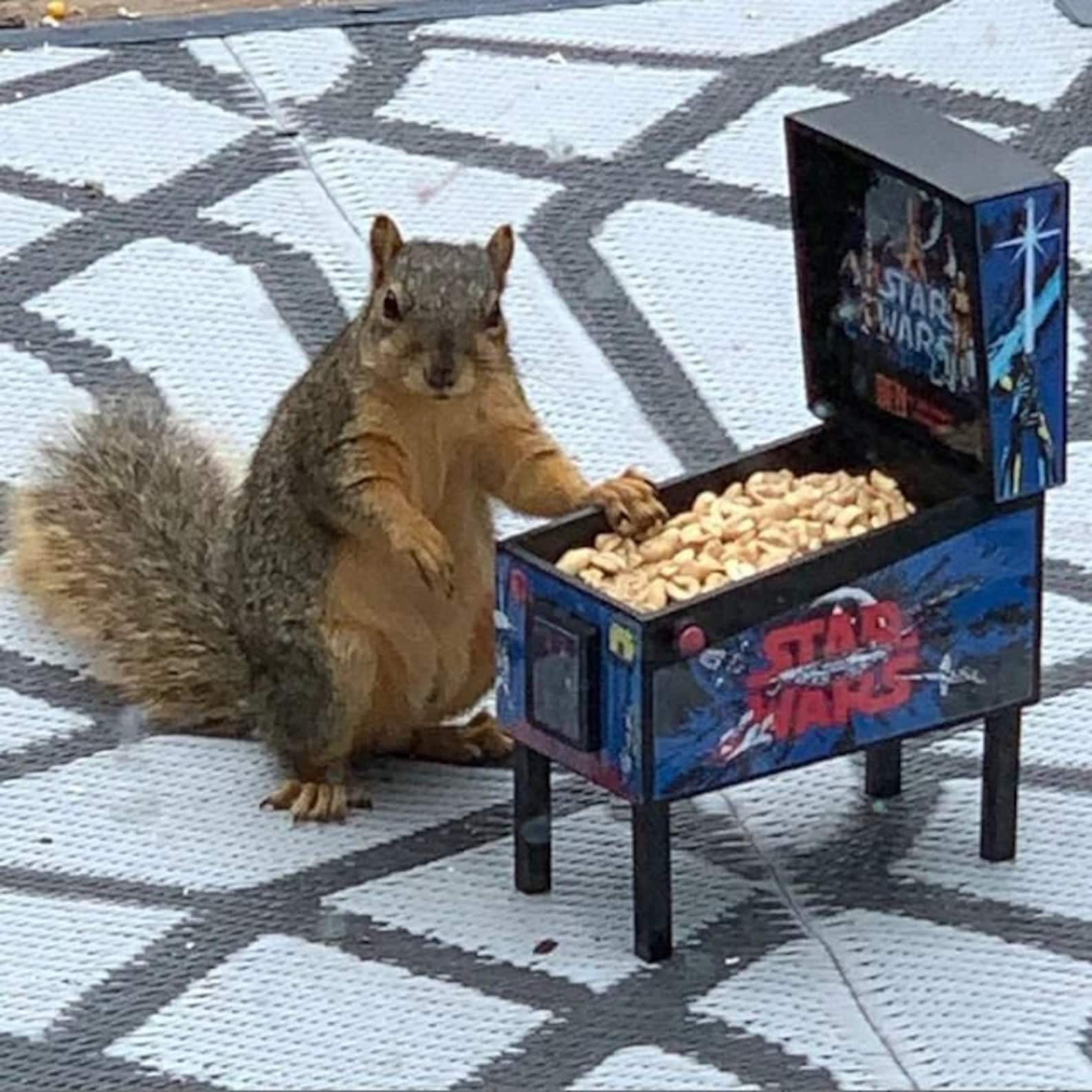 The Walking Dead Pinball Arcade Squirrel Bird Feeder - Etsy