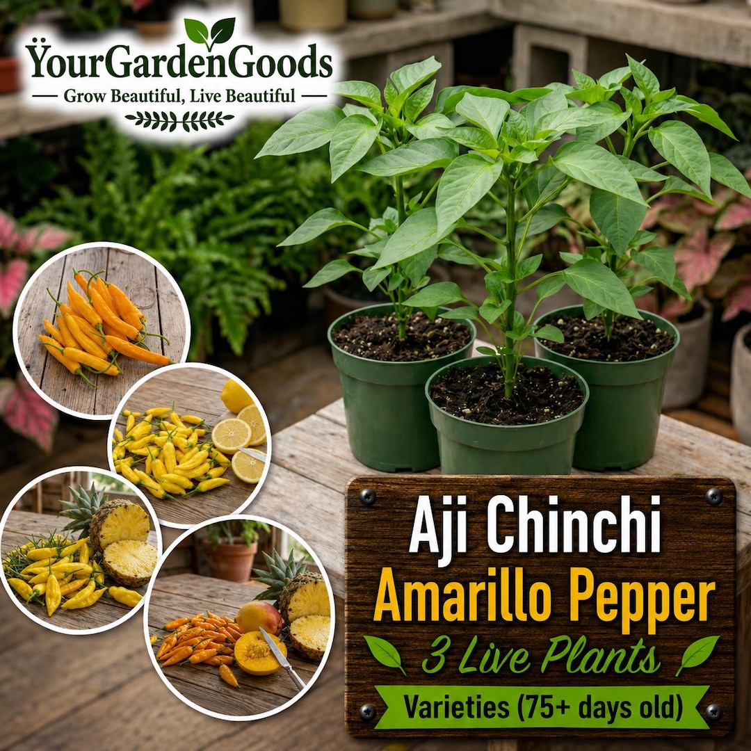 3 Live Aji Pepper Plants – Rare Peruvian Hot Varieties (75+ Days Old ...