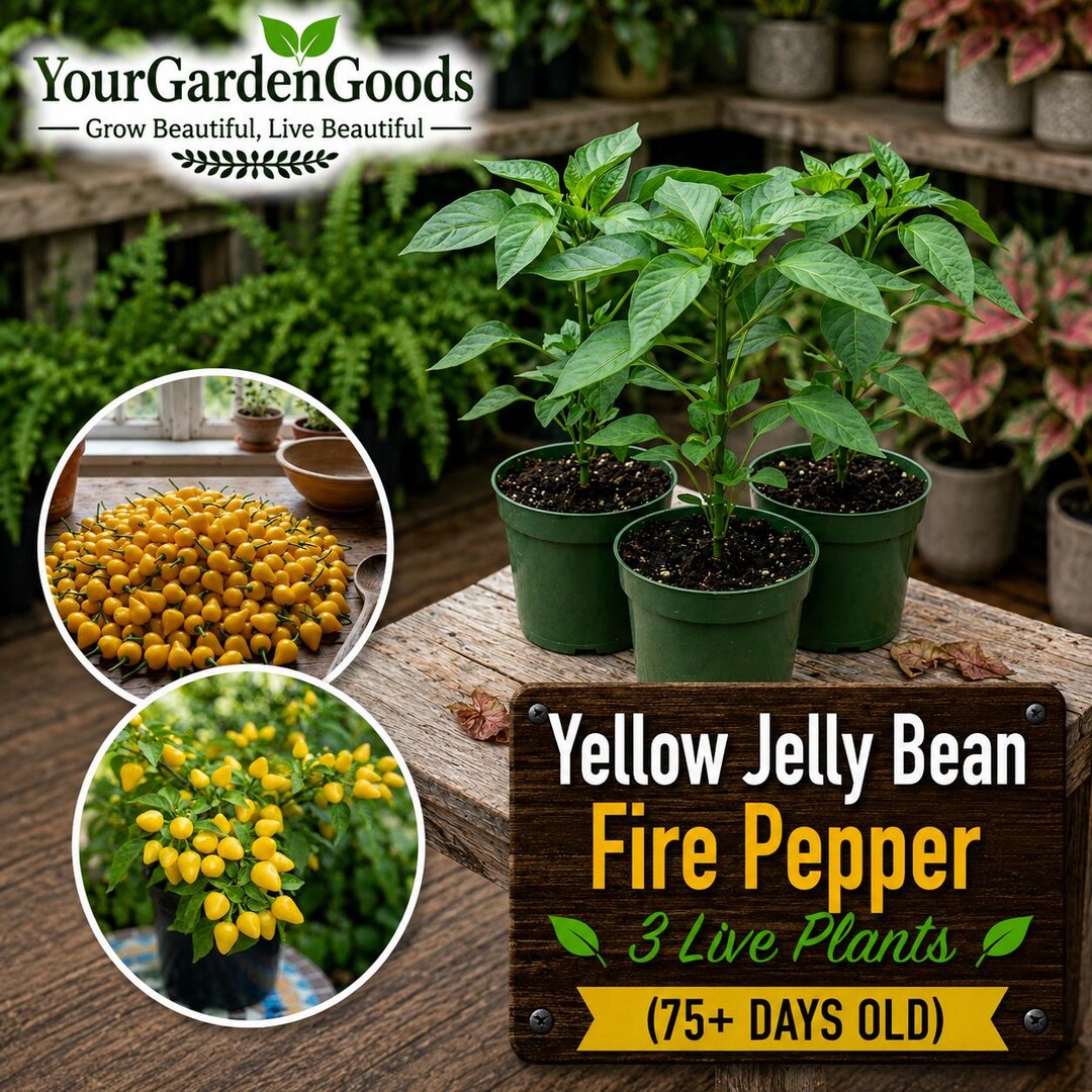 Yellow Jelly Bean Fire Pepper Live Plants – Rare Super Hot Chili ...