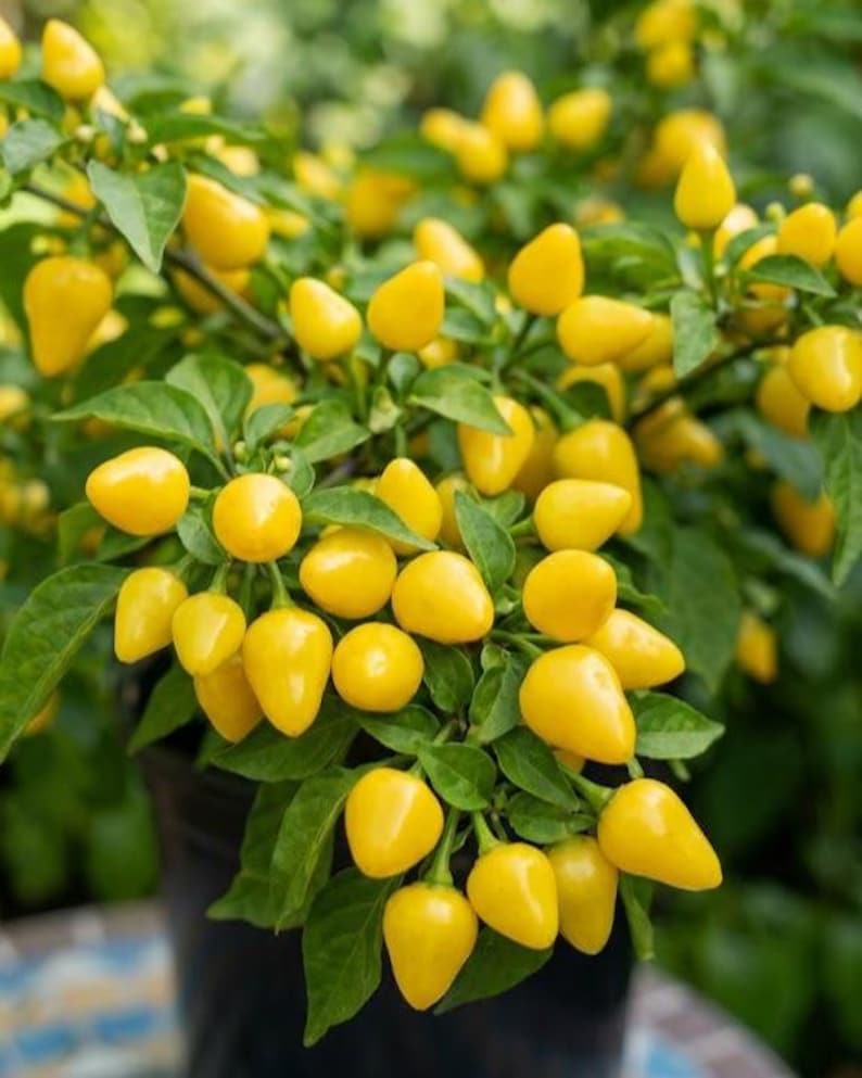 Yellow Jelly Bean Fire Pepper Live Plants – Rare Super Hot Chili ...