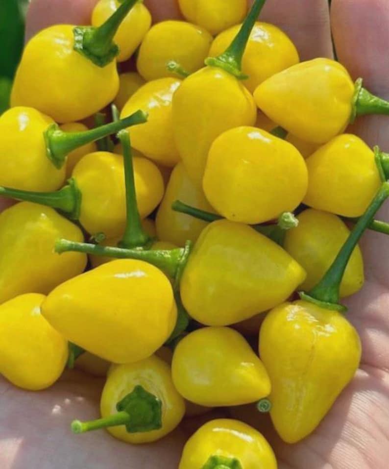 Yellow Jelly Bean Fire Pepper Live Plants – Rare Super Hot Chili ...