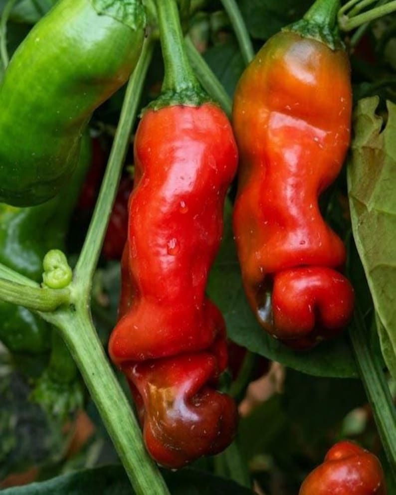 Hot Red Peter Pepper 3 Plants – Rare Heirloom Chili Starters (75 Old ...